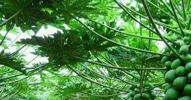 TRACING CHALLENGES AND OPPORTUNITIES : Kilimo cha MAPAPAI Kinalipa