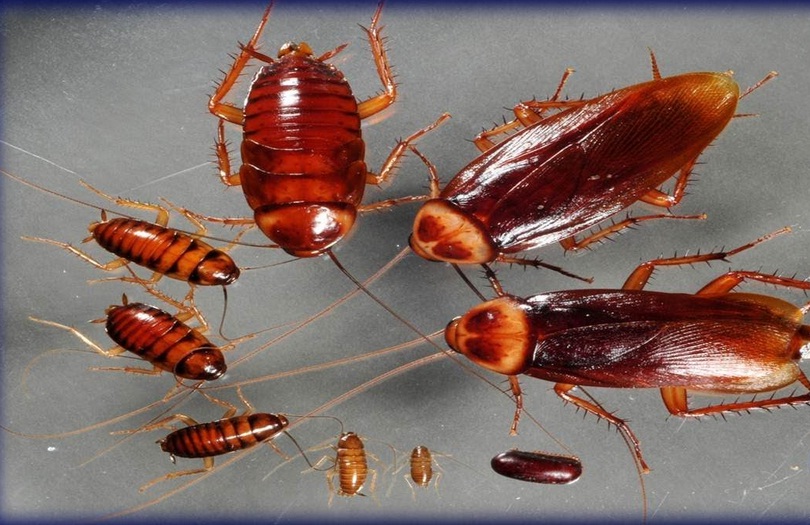 TRUCOS CASEROS PARA ELIMINAR LAS CUCARACHAS Y OTROS TIPOS DE INSECTOS ...