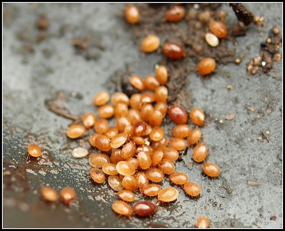 Mark's Veg Plot: Denizens of the compost bin