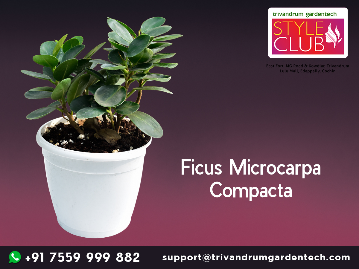 Style Club: Ficus Microcarpa Compacta