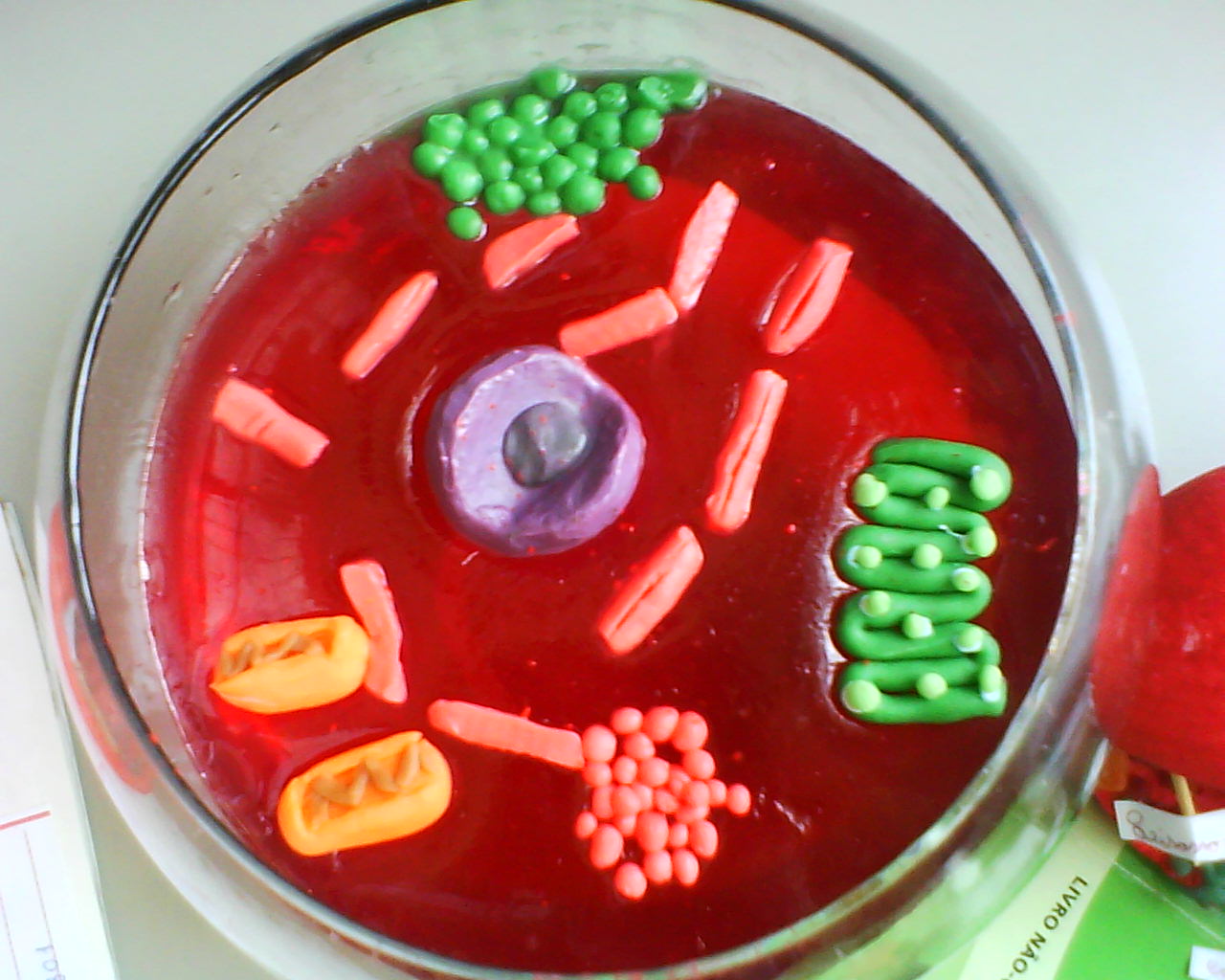 Viva Ciências: Modelos de células