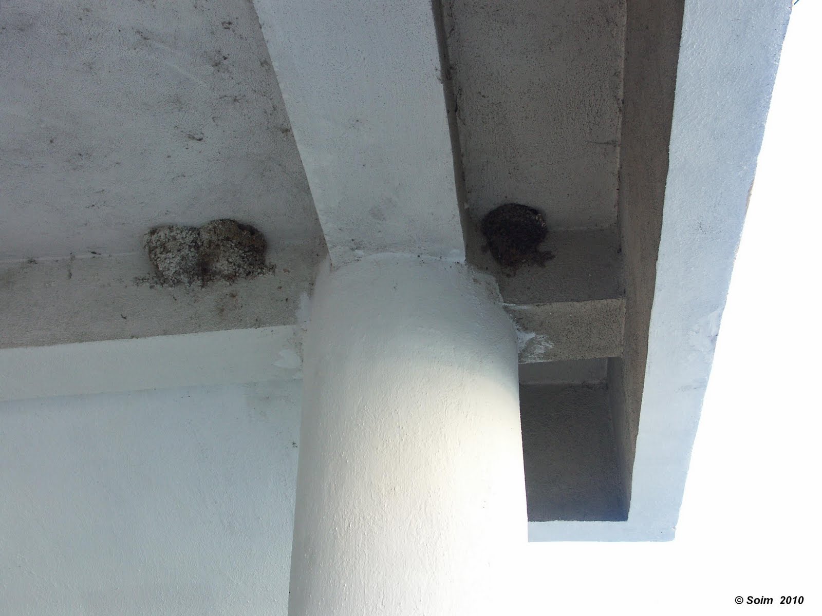 Omul cu duh de bufnita: Lastunii