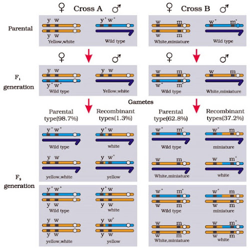 Welcome to the Living World: Principles of Inheritance and Variation ...