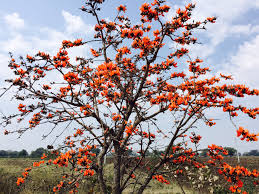 How to do by Vinod: #Holi with Tesu ke Phool-flower of Palash(पलास) tree.