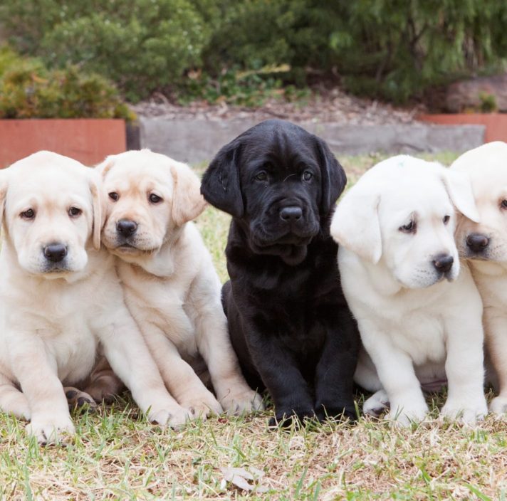 ART and ARCHITECTURE, mainly: Working labrador dogs, in Sydney and NSW ...
