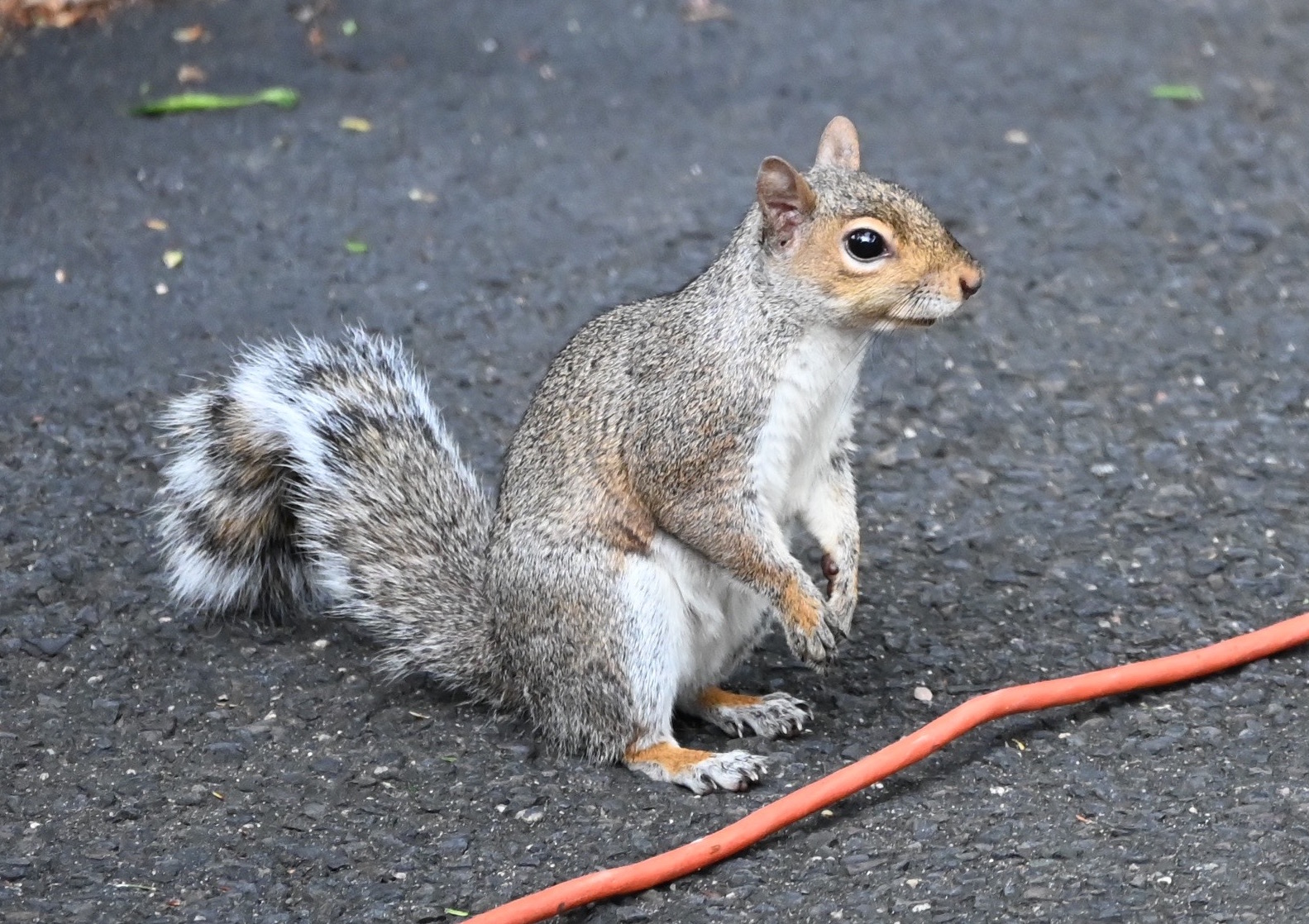 Urban Wildlife Guide: An Unusual Squirrel