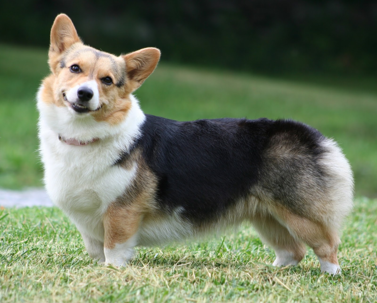 Corgi a minden: Milyen kutya is a Welsh Corgi? Corgi a minden: Milyen kutya is a Welsh Corgi?