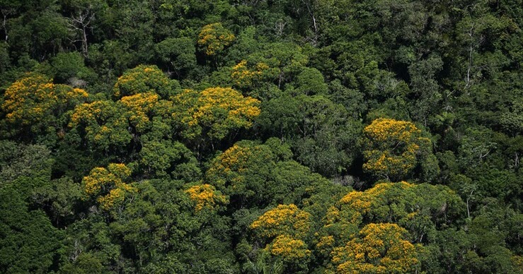 Harmoni Rimba - sumatrazone