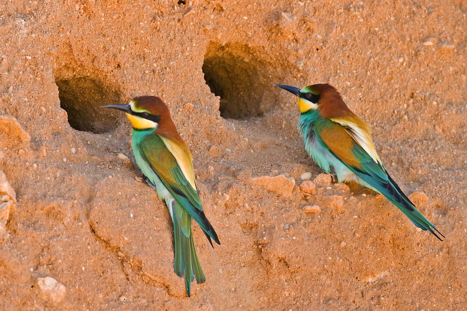 PETER'S PORTFOLIO..............Bird & Wildlife Photography: Bee-eaters