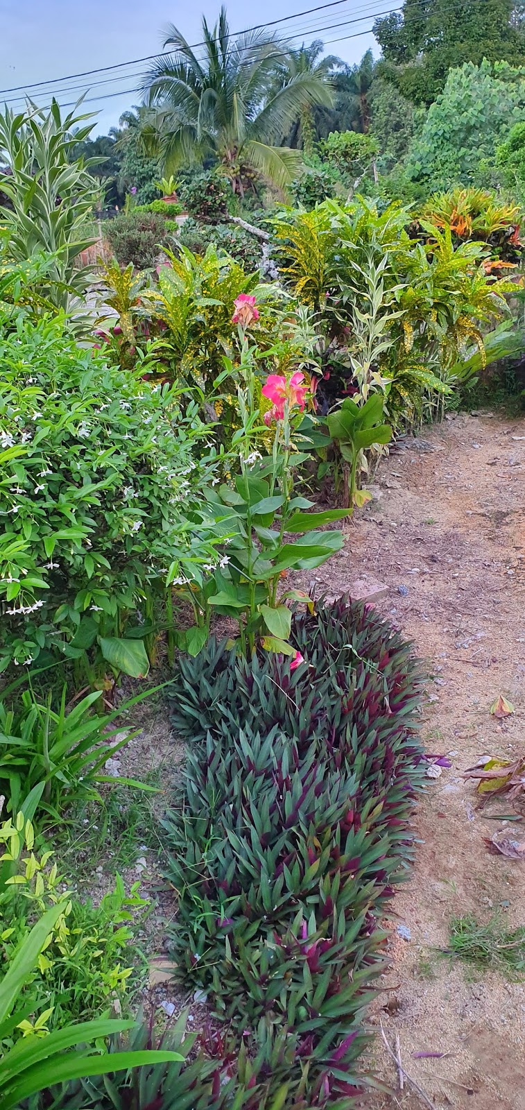 Warisan Petani: Tanaman Hiasan Laman