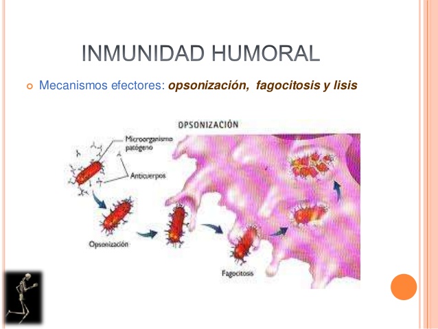 Biologia: INMUNIDAD HUMORAL