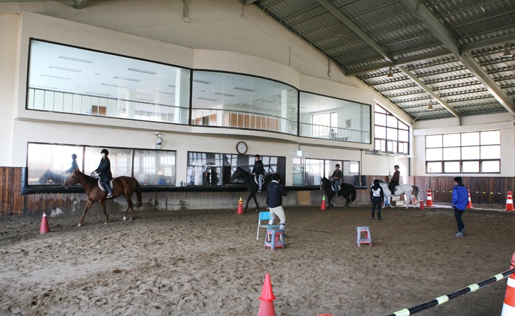 Fun & Free Daegu Travel: Daegu’s famous Horse Riding Clubs