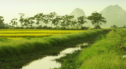 Khoảng Lặng Tâm Hồn: Những cánh đồng Việt Nam