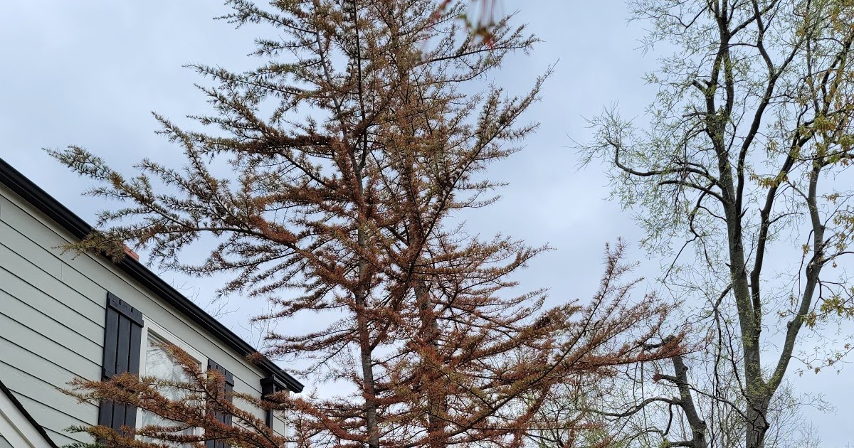 Tree Wizard: Is My Evergreen Tree Dead?