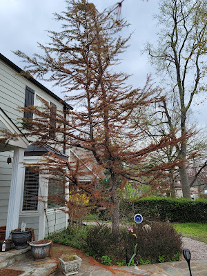 Tree Wizard: Is My Evergreen Tree Dead?