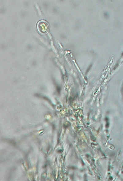 ATLAS MICOLOGIA: abril 2016
