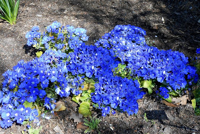 My Virtual Garden: Chicago Botanic Sp