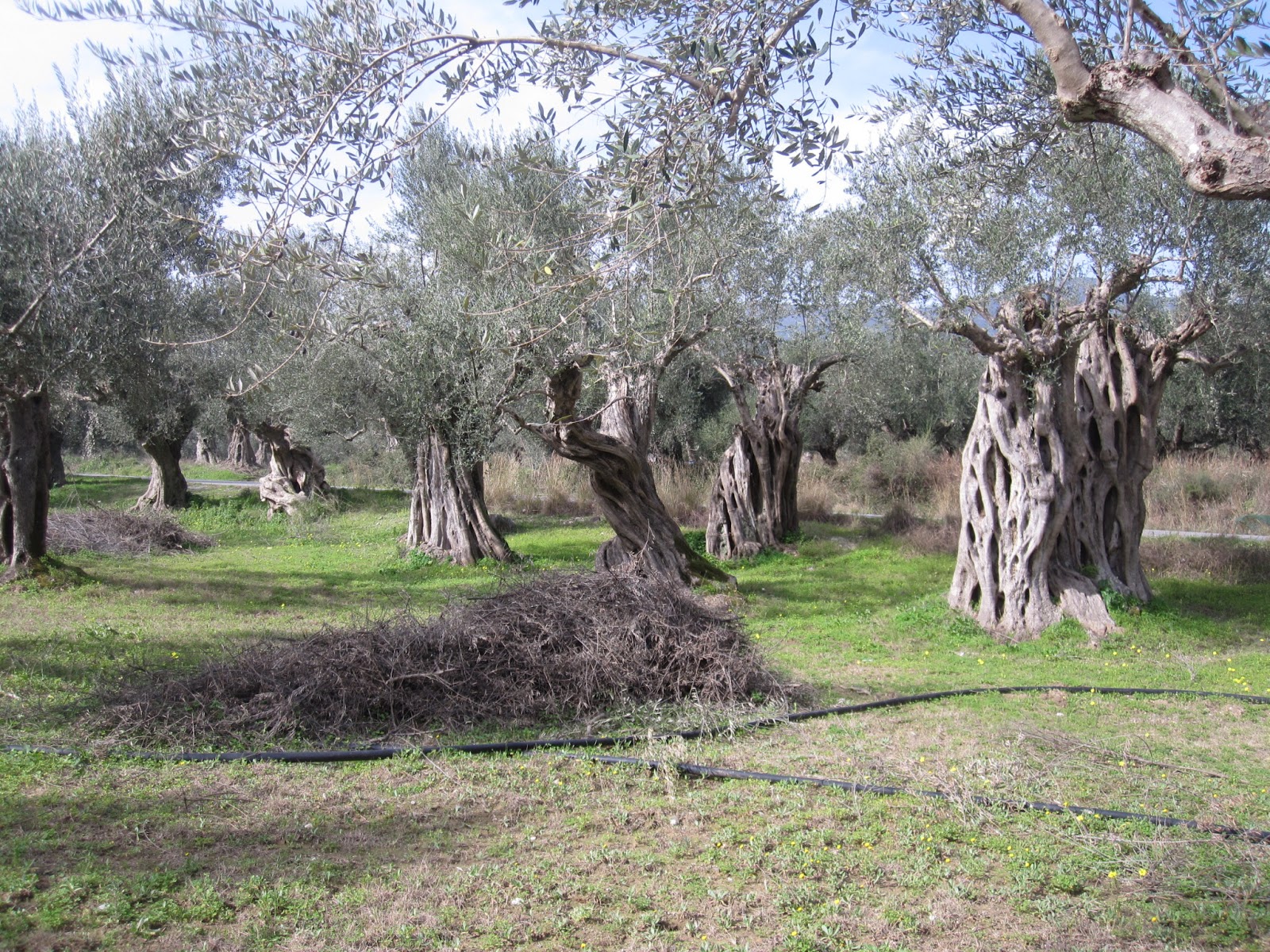 ΓΙΑΝΝΗΣ Δ.ΛΥΡΑΣ: "Η ΕΛΙΑ ΚΑΙ ΤΟ ΛΑΔΙ",περιβαλλοντικό πρόγραμμα του ...