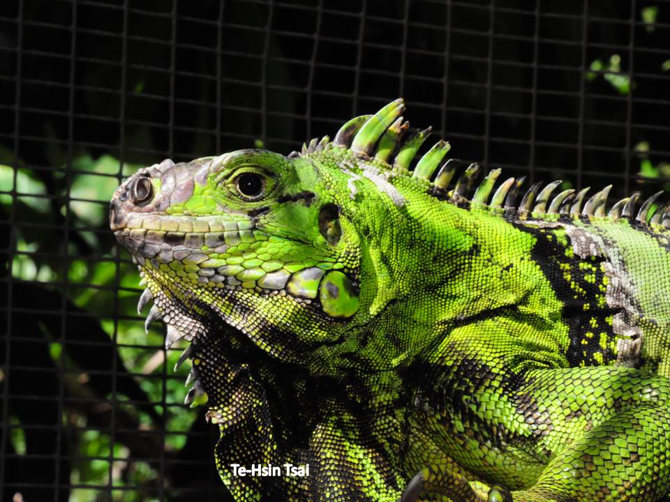 St. Lucia Forestry Department Environmental Education Unit: Iyanola
