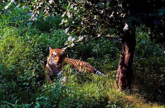 Corbett It is the most famous among the popular tourist Place ...