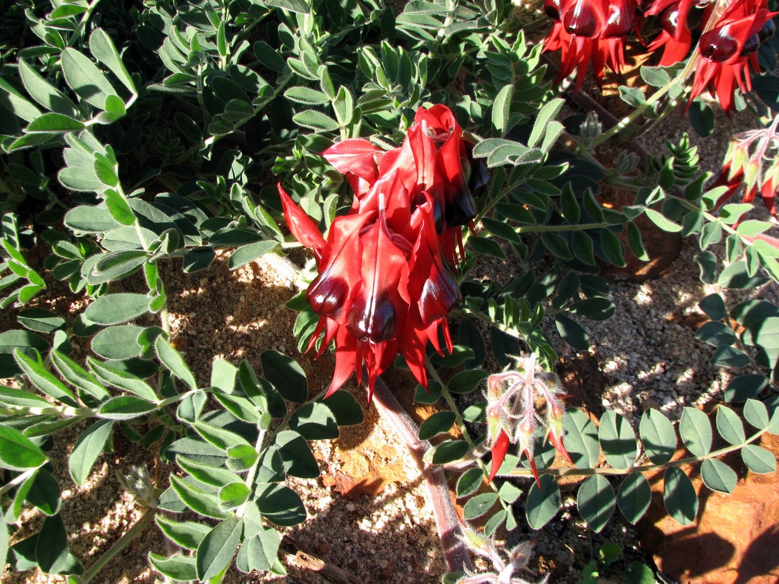 Plain Jane Creations: Sturt's Desert Pea growing wild