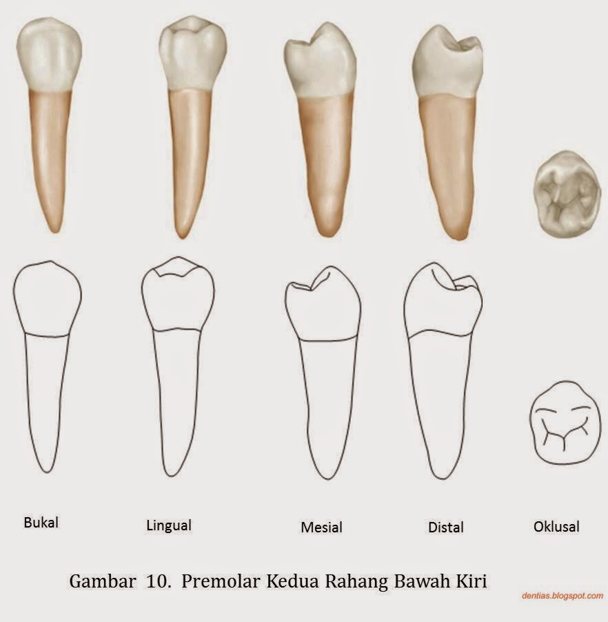 Morfologi Gigi Permanen ~ Dent-ias || notes