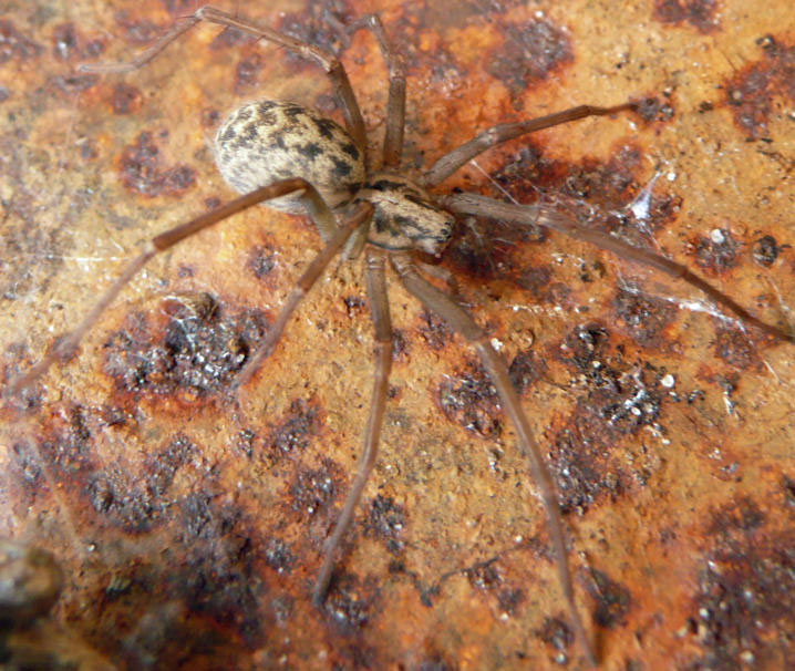 ...COQUELICOTS, COQUILLAGES...et BELLES PAGES !: Les habitants du ...