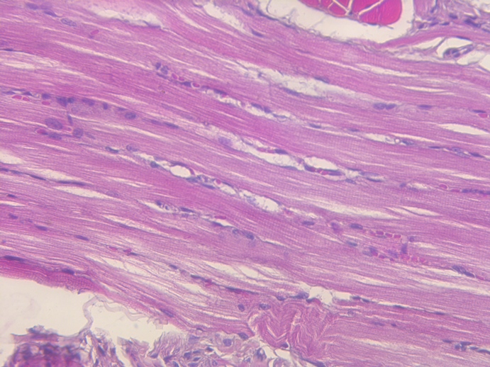 Manual interactivo de morfología celular: Morfología de células ...