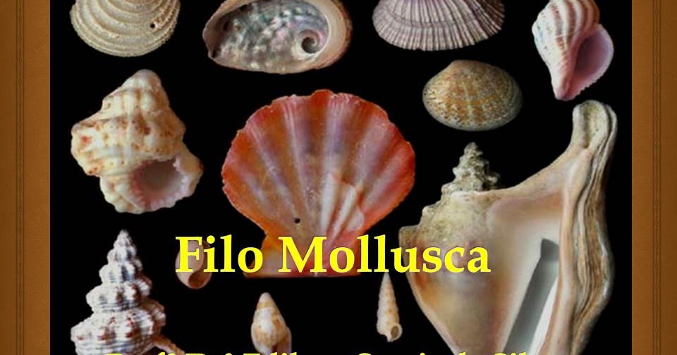 BIOLOGIA COM A PROFESSORA EDILENE: REINO ANIMAL - FILO DOS MOLUSCOS