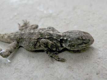 NeuroDojo: A short tale about a very short tail