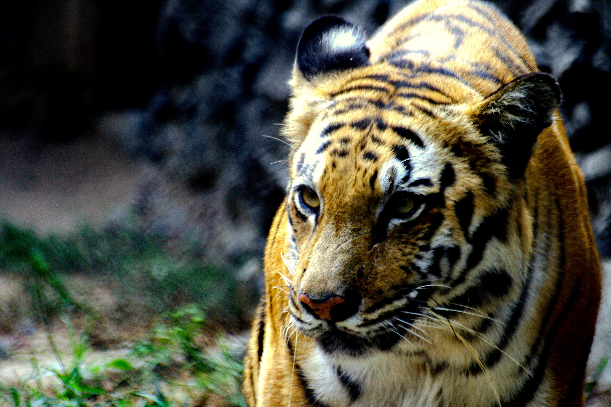 Sundarbans National Park Travel Itinerary | Shoestring Travel : Travel ...