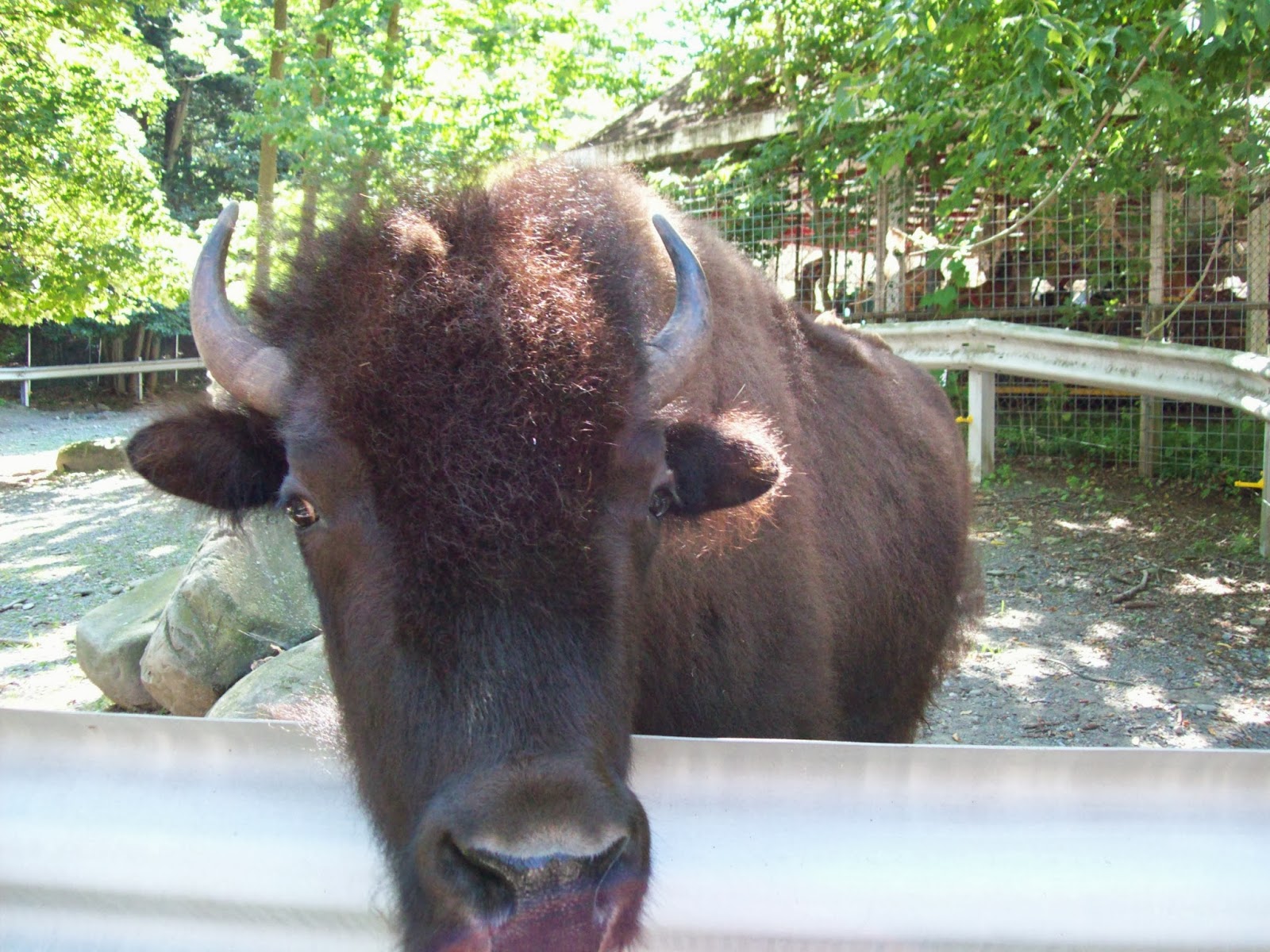 Walking With Ancestors: When Buffalo Brother Visits