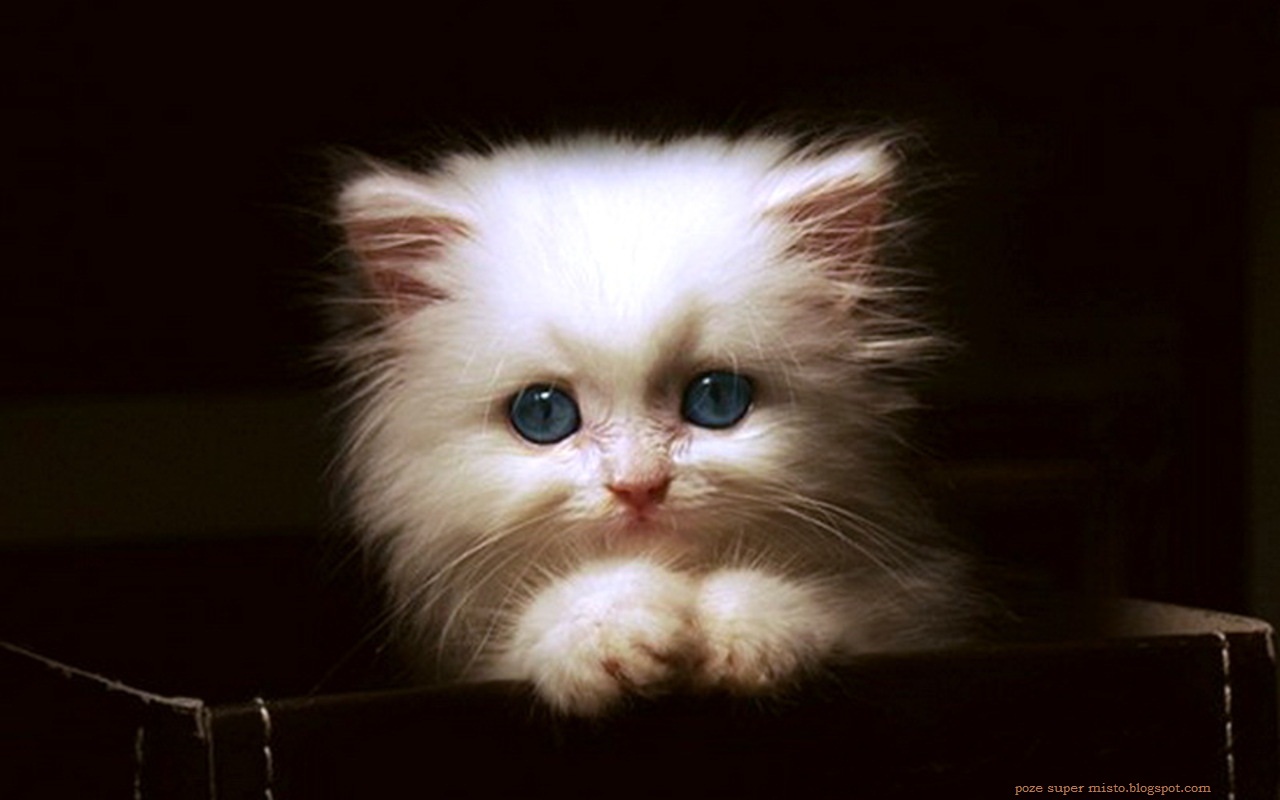 Imagini cu Pisicute mici Dragalase | Poze Super Misto