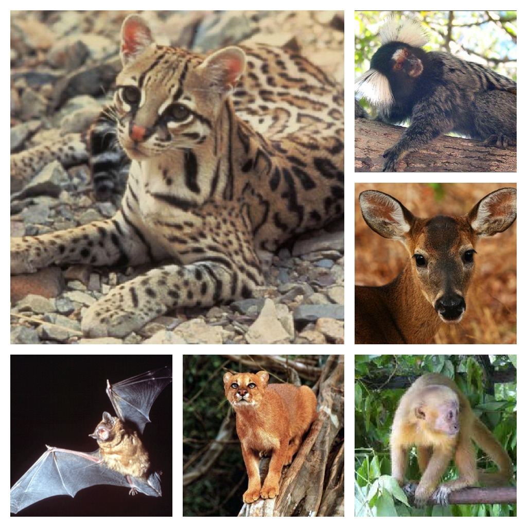 VENTO NORDESTE: A SURPREENDENTE E BELA FAUNA DA CAATINGA