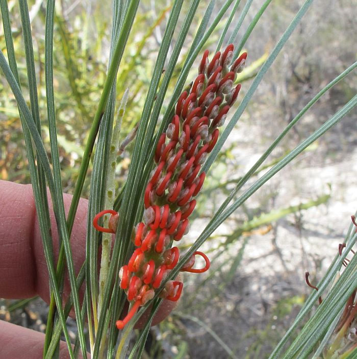 Esperance Wildflowers: Grevillea cagiana - Red Toothbrushes