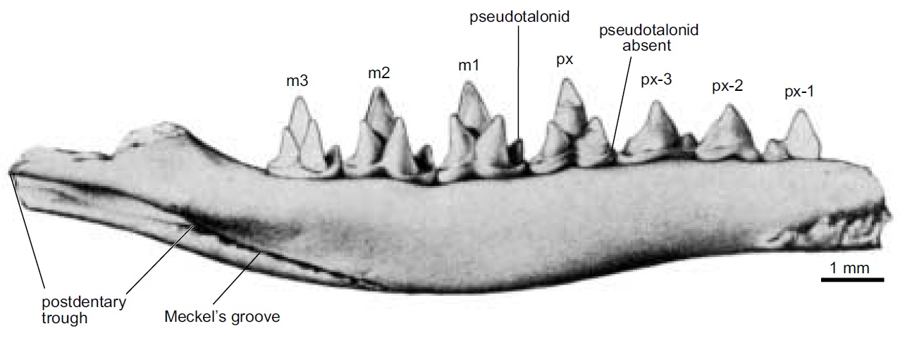 Variety of Life: Mammalia
