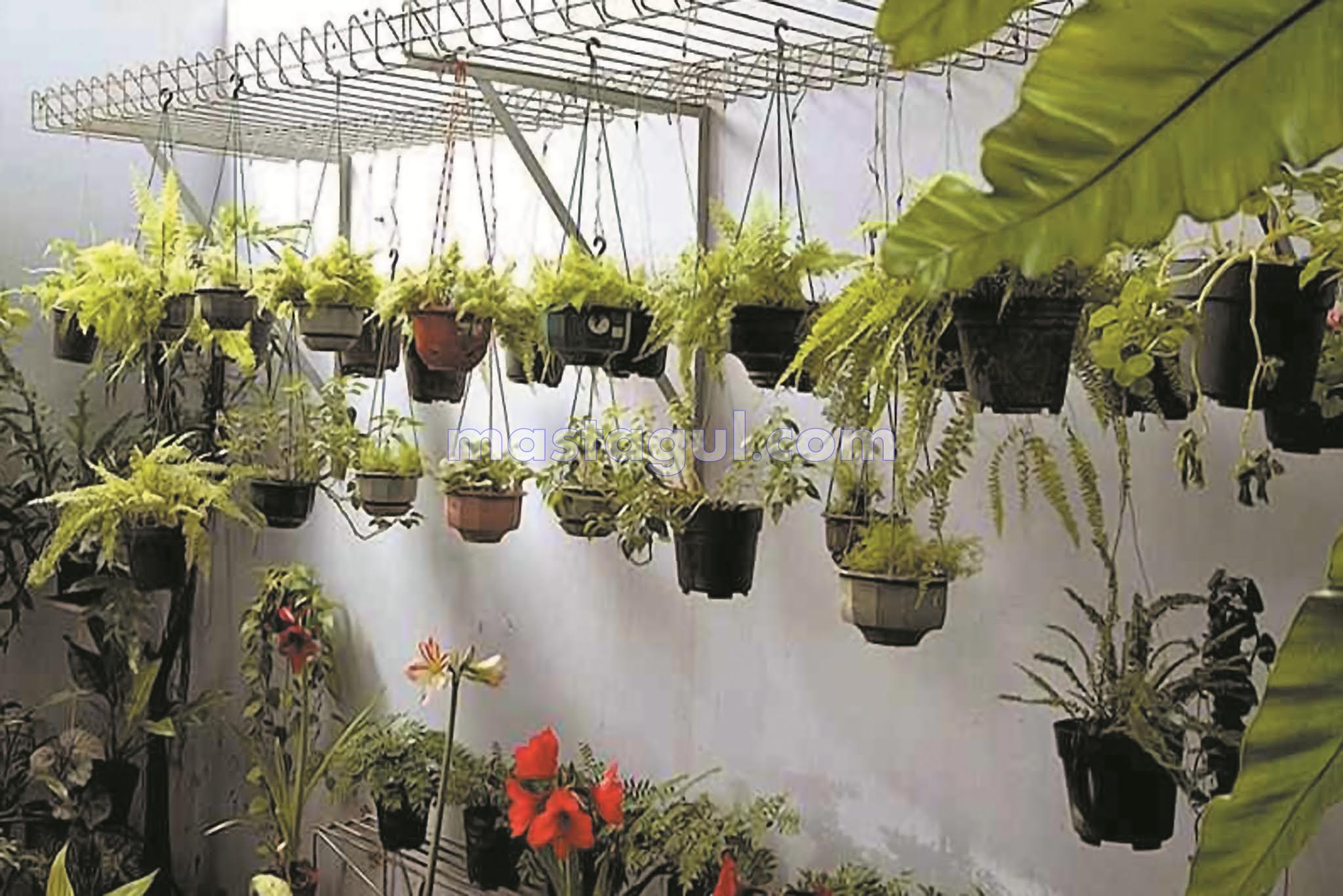 Jenis Tanaman Bunga Hias Pot Gantung Outdoor di Teras Rumah Tahan Panas ...