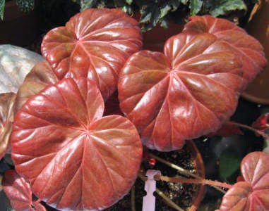 Всё о бегониях и не только...: Begonia 'Foxy Lady', Begonia 'Freddie ...