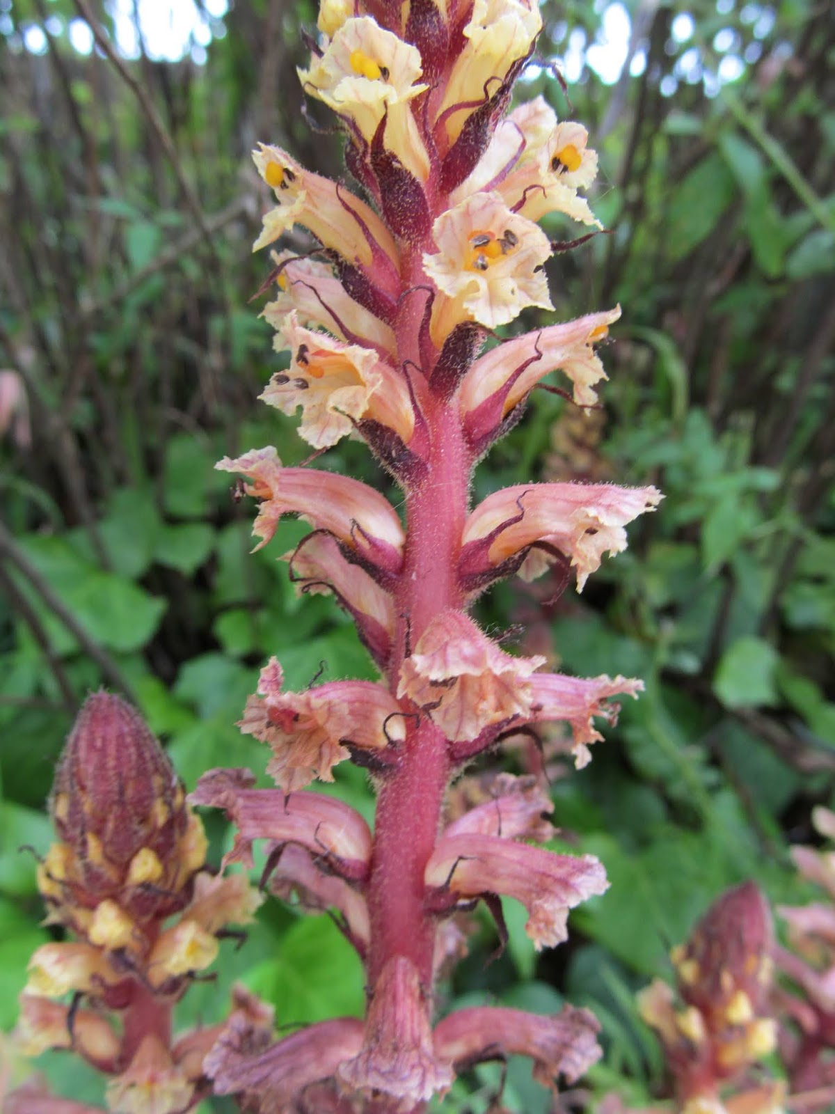 Das plantas e das pessoas: Orobanche hederae Duby (Orobanchaceae)