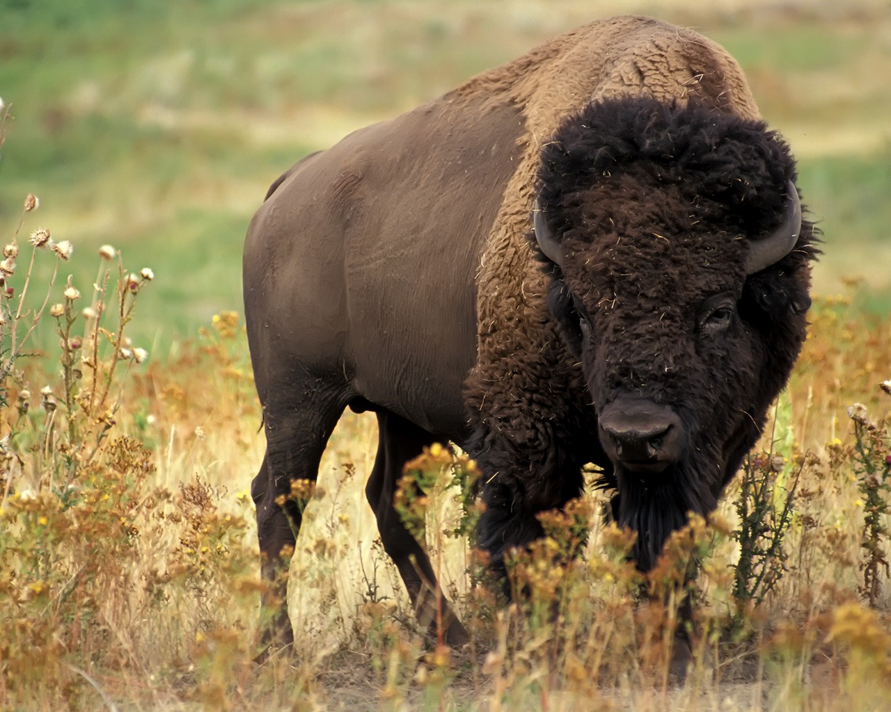 Američki bizon ~ 1280x1024 Pozadine za desktop