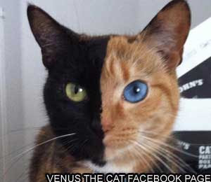 One way, two directions: Meet Venus, The Two-Faced Chimera Cat...