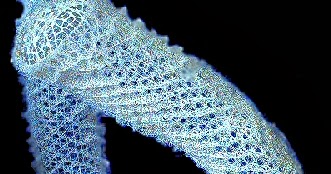 Micii biologi: Ştiaţi că…