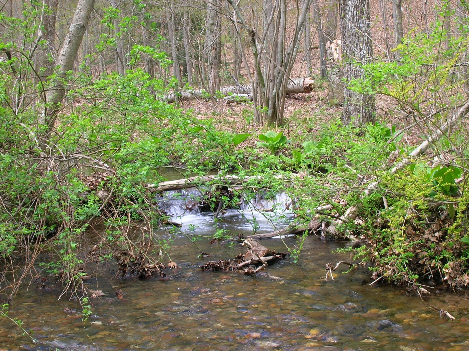 Small Stream Reflections: Plunge Pools