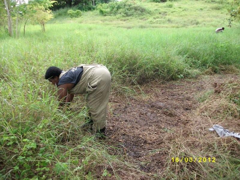 Naciriyawa - our farm in Fiji: we now have a dalo plantation as well...