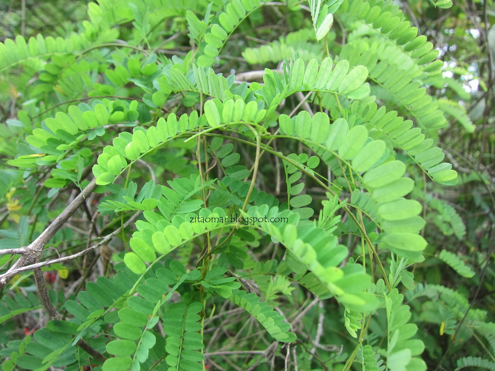 ...SeKaDaR CoReTaN....: POKOK SAGA KENERI..