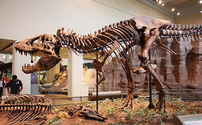 SABER CURIOSIDADES: 15 CURIOSIDADES SOBRE UM MONSTRO DA PRÉ-HISTÓRIA: O ... SABER CURIOSIDADES: 15 CURIOSIDADES SOBRE UM MONSTRO DA PRÉ-HISTÓRIA: O ...