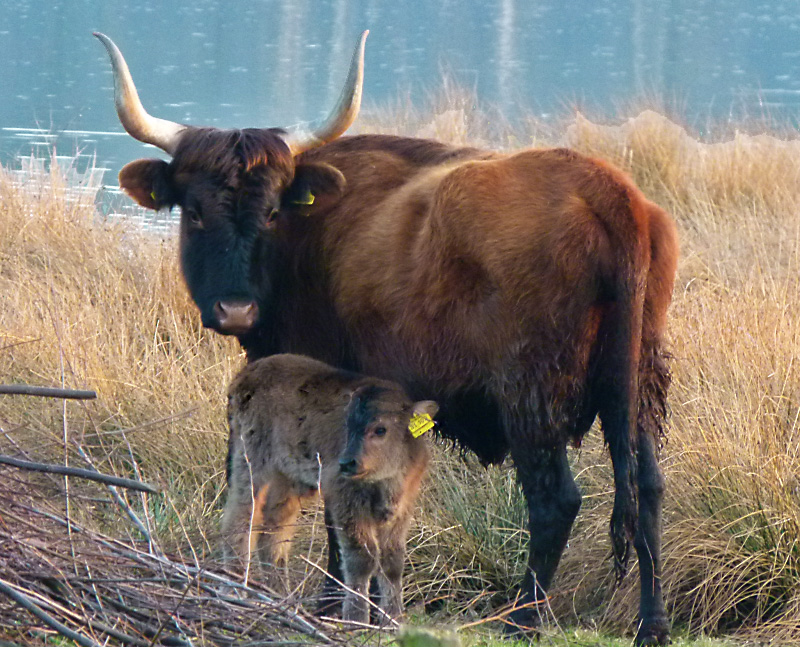 The Breeding-back Blog: Heck cattle - a bred-back aurochs, a total flop ...