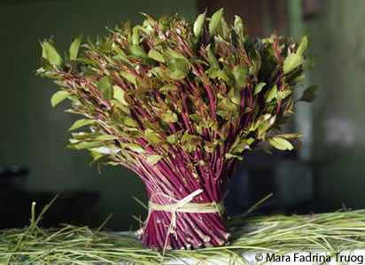 Sheger Tribune: Ethiopian arrested at Beirut airport for drug possession