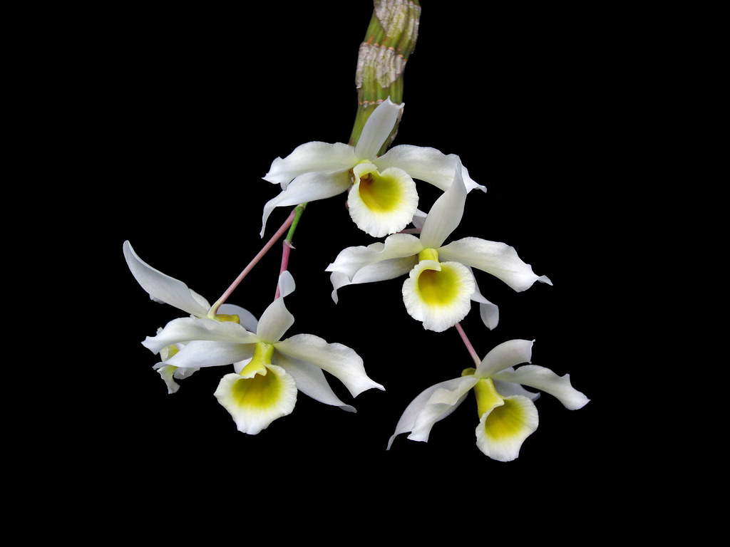 Dendrobium signatum care and culture | Travaldo's blog