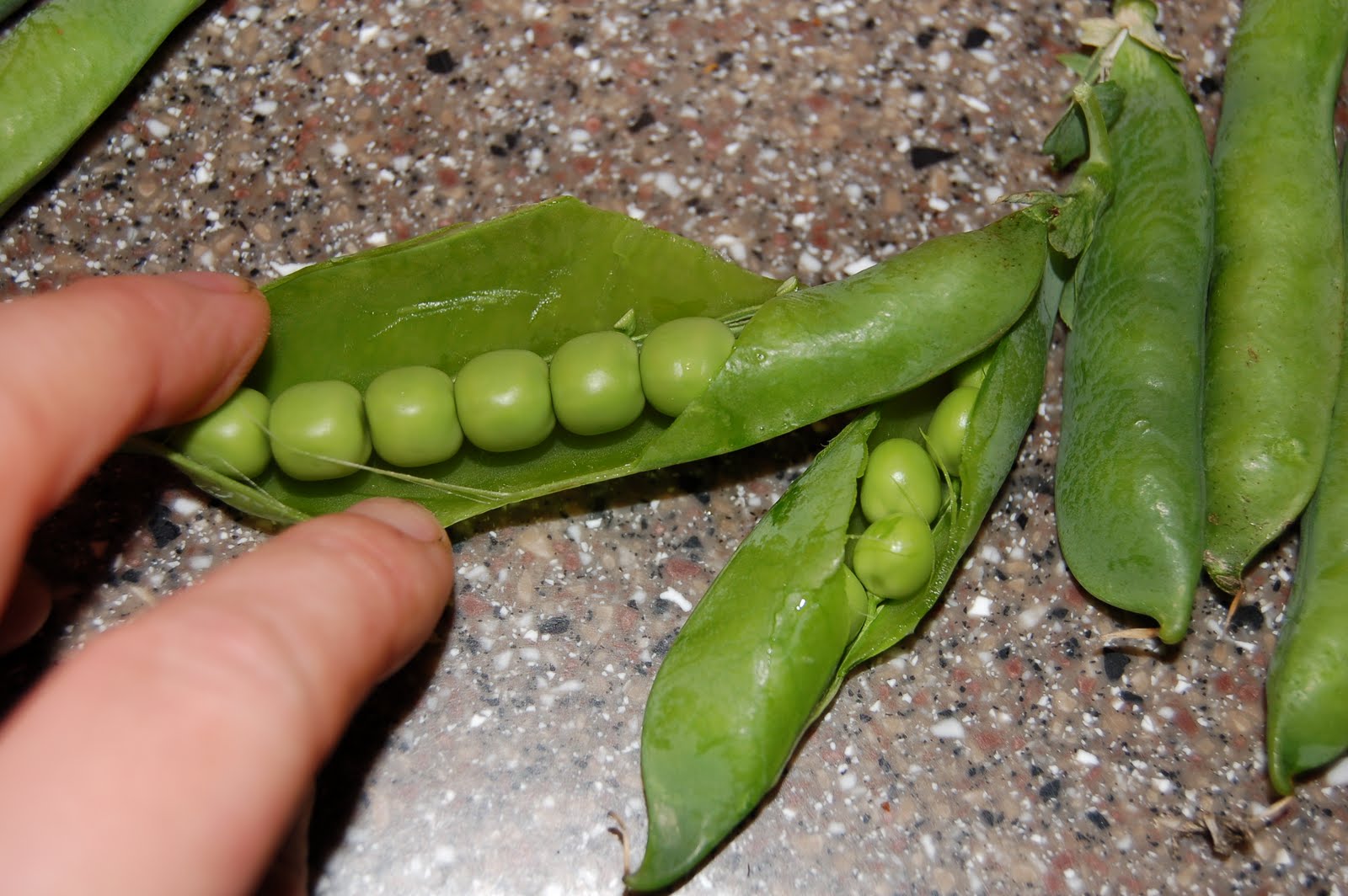 From Seed to Jar: Please Pass the Peas